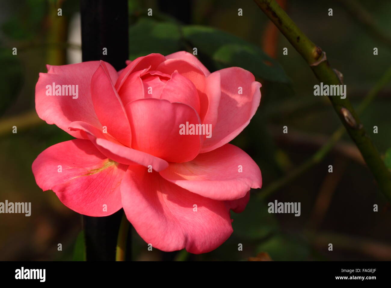 Beautiful Rose flower in the garden Stock Photo - Alamy