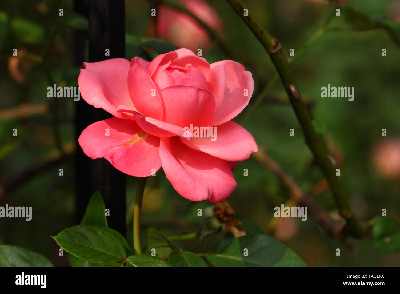 Beautiful Rose flower in the garden Stock Photo - Alamy