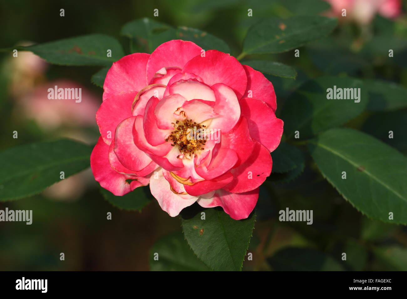 Beautiful Rose flower in the garden Stock Photo - Alamy