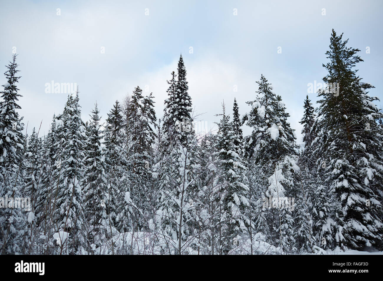 Fir-trees in winter forest Stock Photo - Alamy