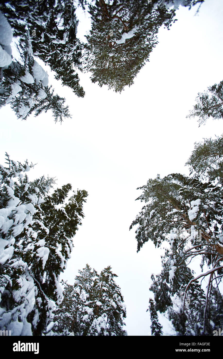 Tops of fir-trees covered with snow Stock Photo - Alamy