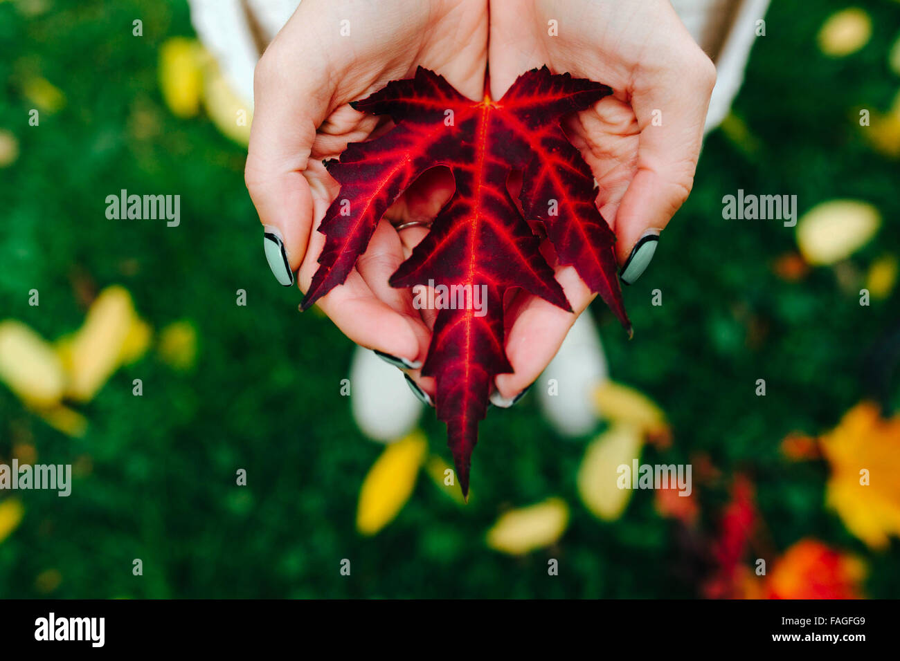 Autumn leaves in girl hands Stock Photo - Alamy
