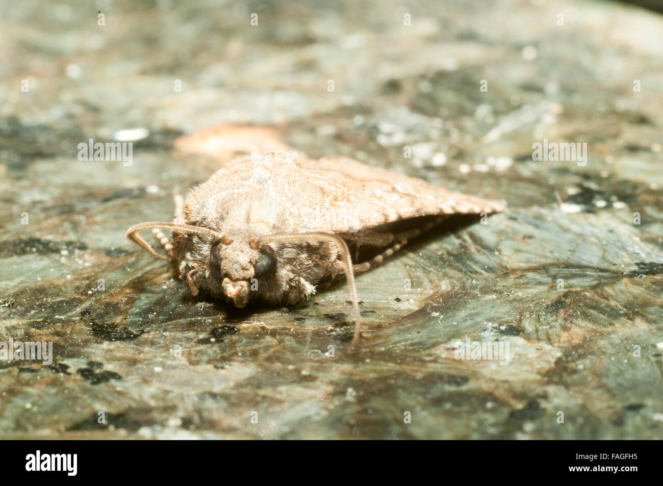 Night Insect Brown Moth Stock Photo - Alamy