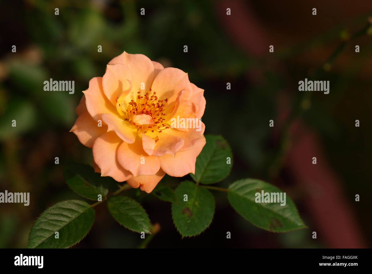 Beautiful Rose flower in the garden Stock Photo - Alamy