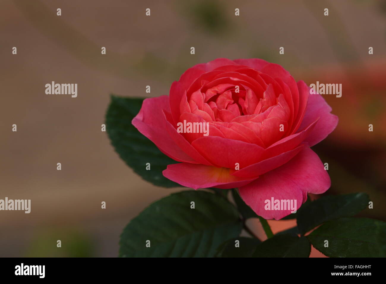 Beautiful Rose flower in the garden Stock Photo - Alamy