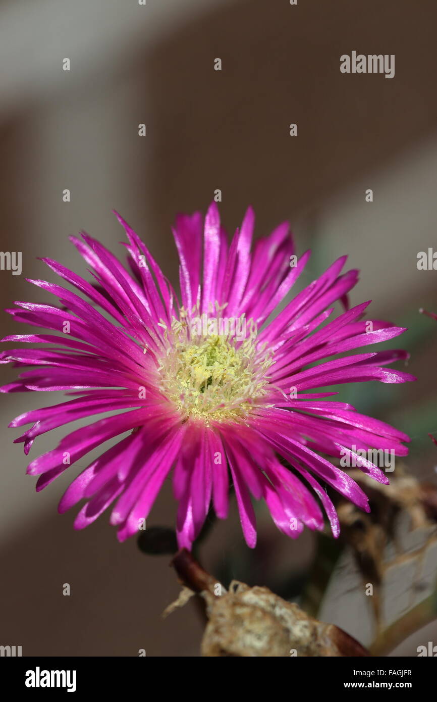 Close up macro of hot Pink Pig face flowers or Mesembryanthemum , ice ...