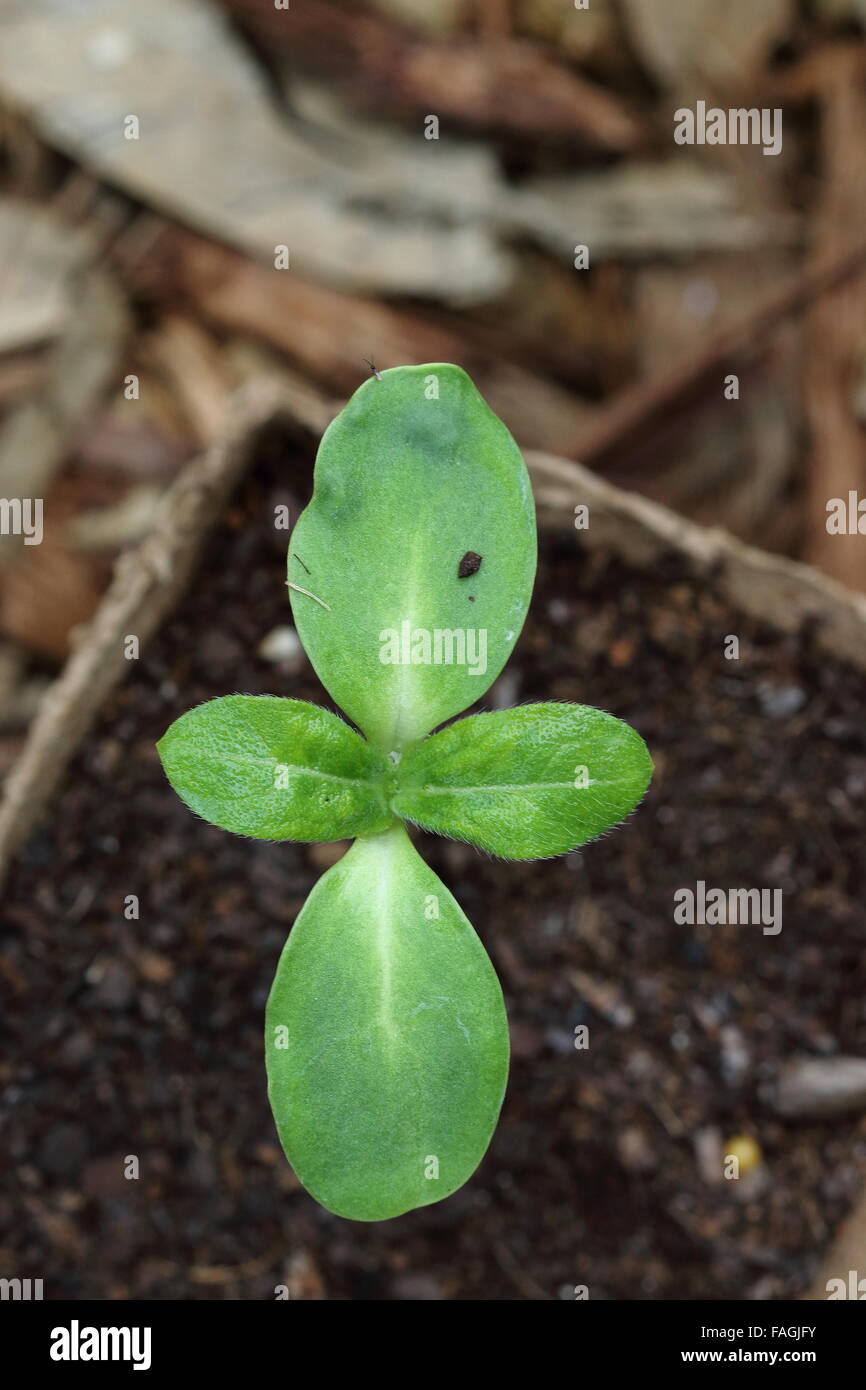 Sunflower seeds sprouting in hi-res stock photography and images - Alamy