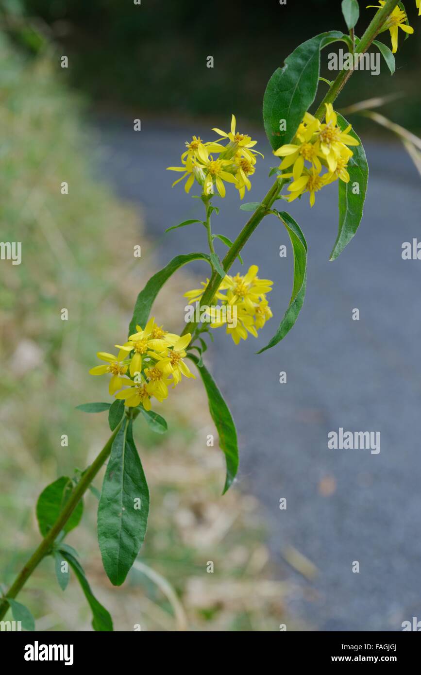 Hairy st johns wort hi-res stock photography and images - Alamy