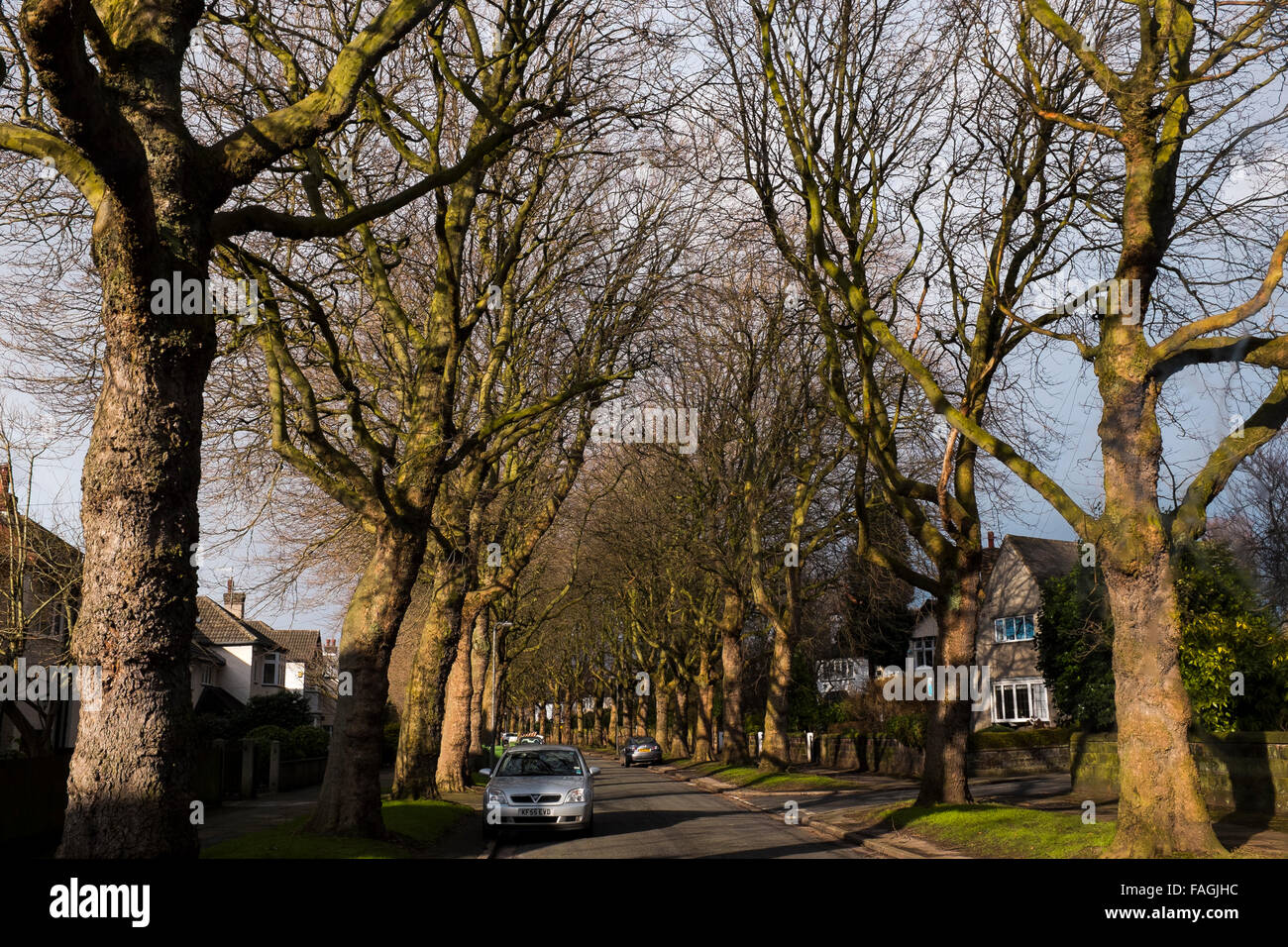 A view down Dudlow Lane, Liverpool L18, typical leafy upper class ...