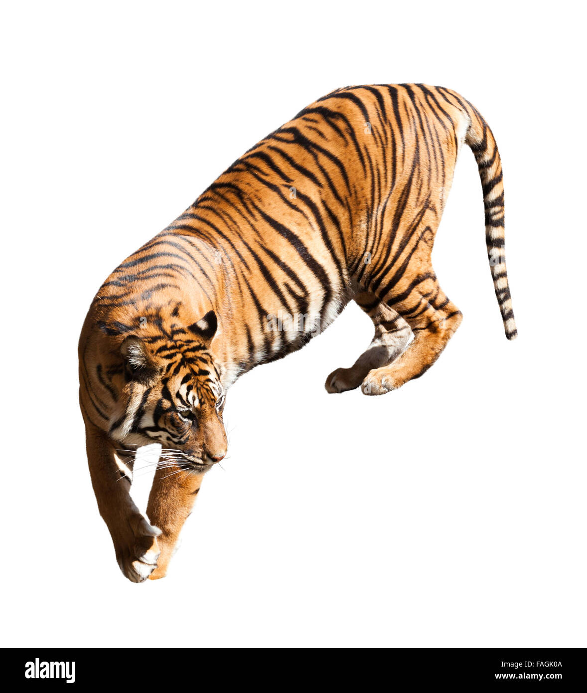 Walking adult tiger. Isolated over white background Stock Photo - Alamy