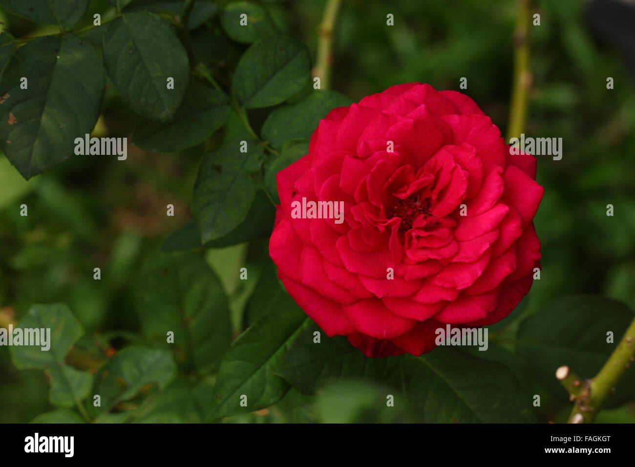 Beautiful Rose flower in the garden Stock Photo - Alamy