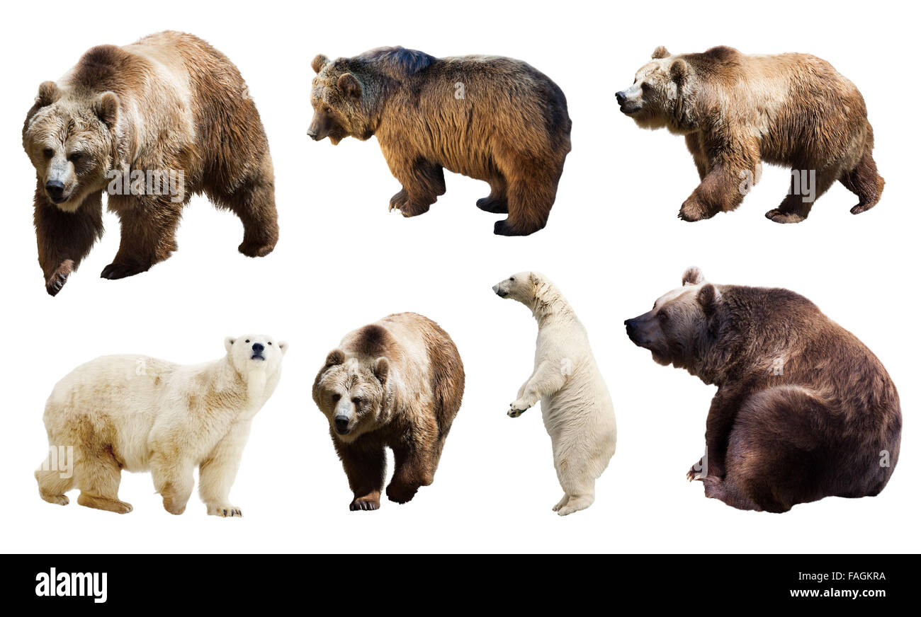 Set of many bears. Isolated over white background Stock Photo - Alamy