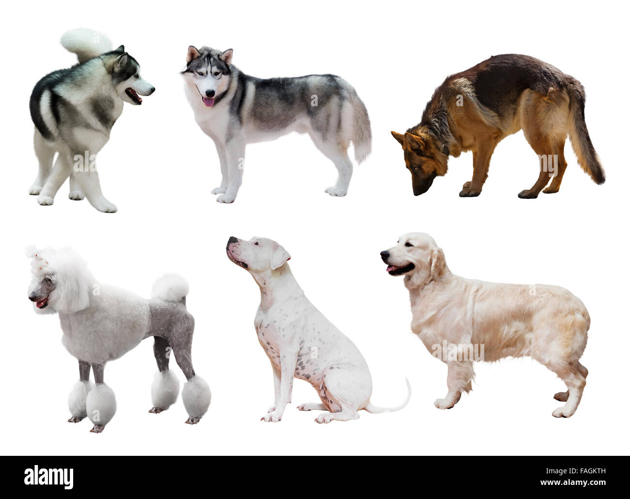 Set of dogs. Isolated on white background Stock Photo - Alamy