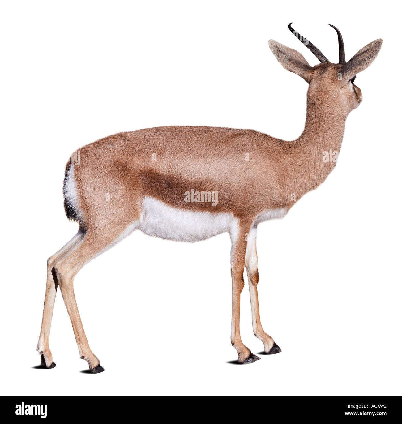 Dorcas gazelle (Gazella dorcas) over white background Stock Photo - Alamy