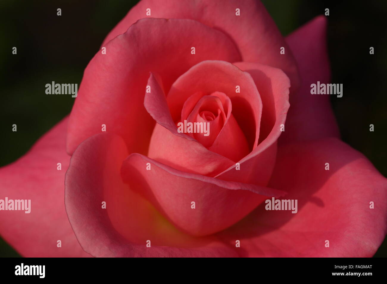 Beautiful Rose flower in the garden Stock Photo - Alamy