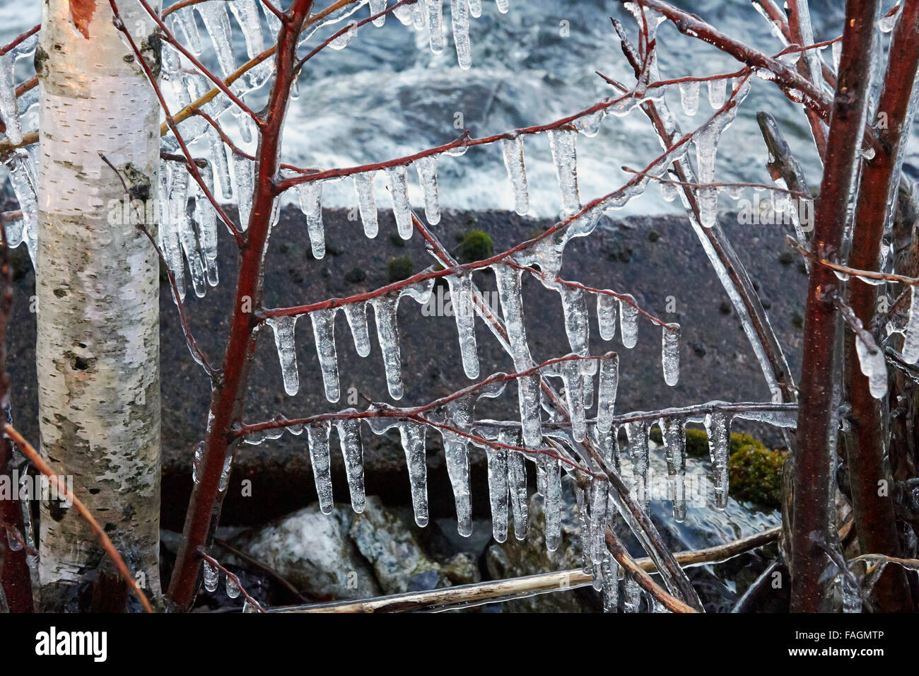 icicles on tree branches, Finland Europe Stock Photo - Alamy