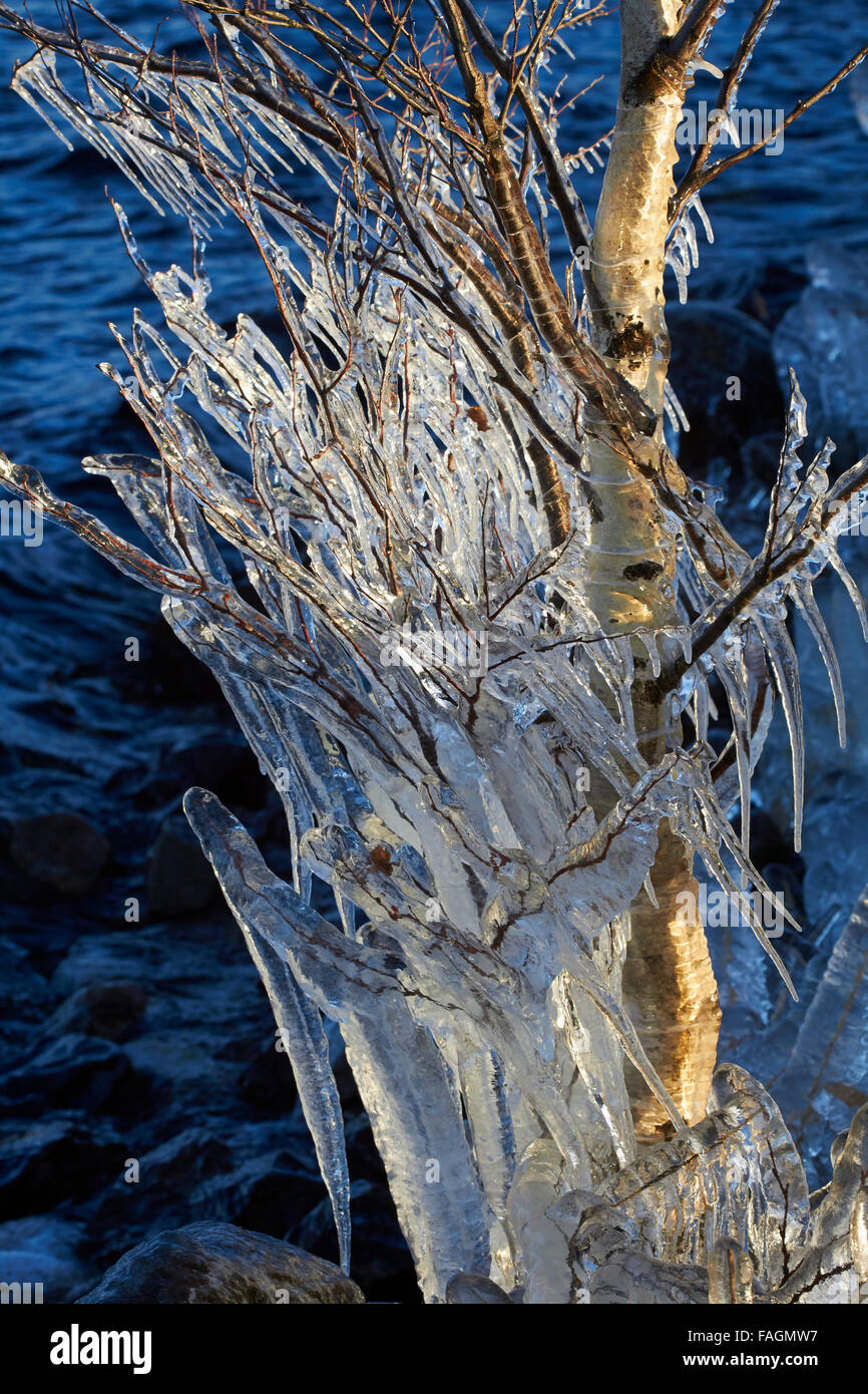 icicles on tree branches, Finland Europe Stock Photo - Alamy