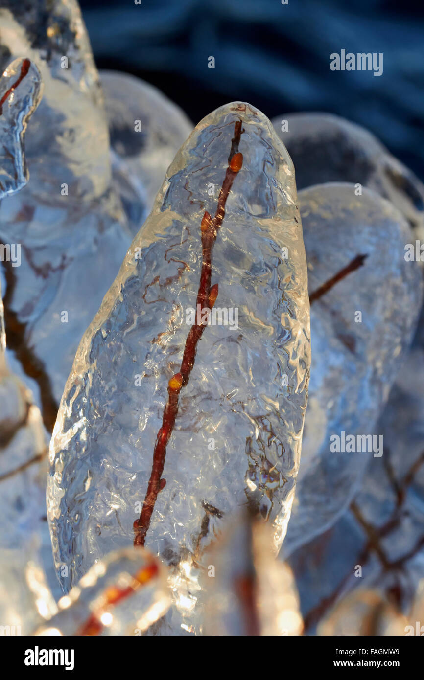 Icicles on the tree hi-res stock photography and images - Alamy