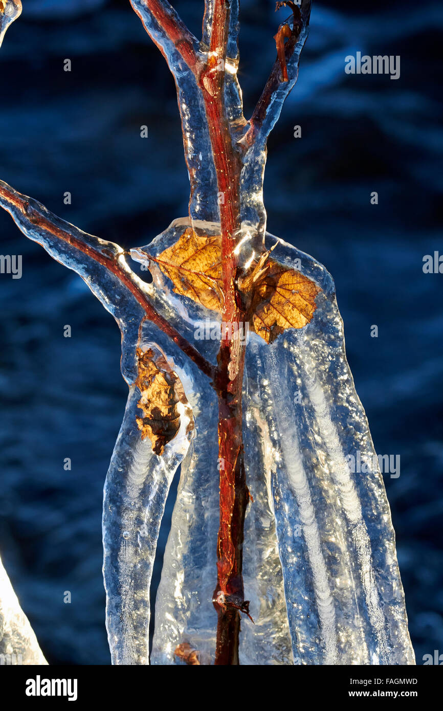 Icicles on the tree hi-res stock photography and images - Alamy