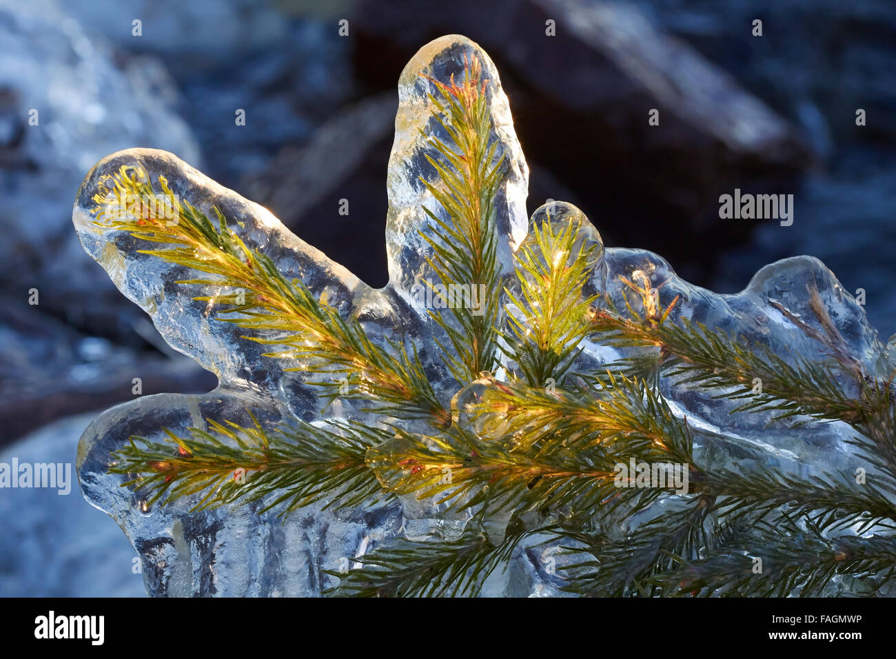 Icicles on the tree hi-res stock photography and images - Alamy