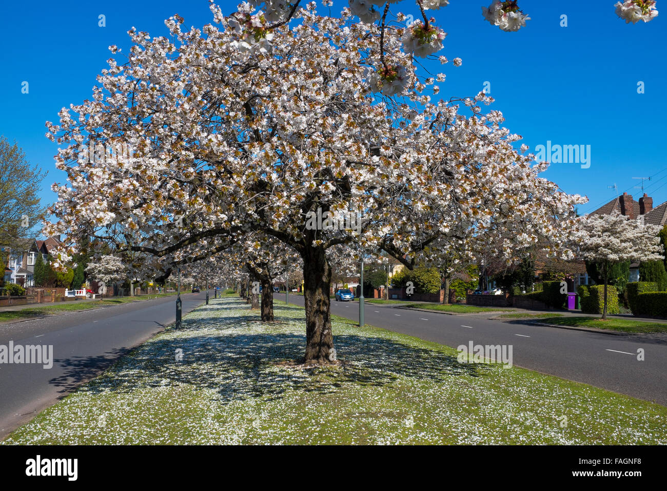 Liverpool spring flowers hi-res stock photography and images - Alamy