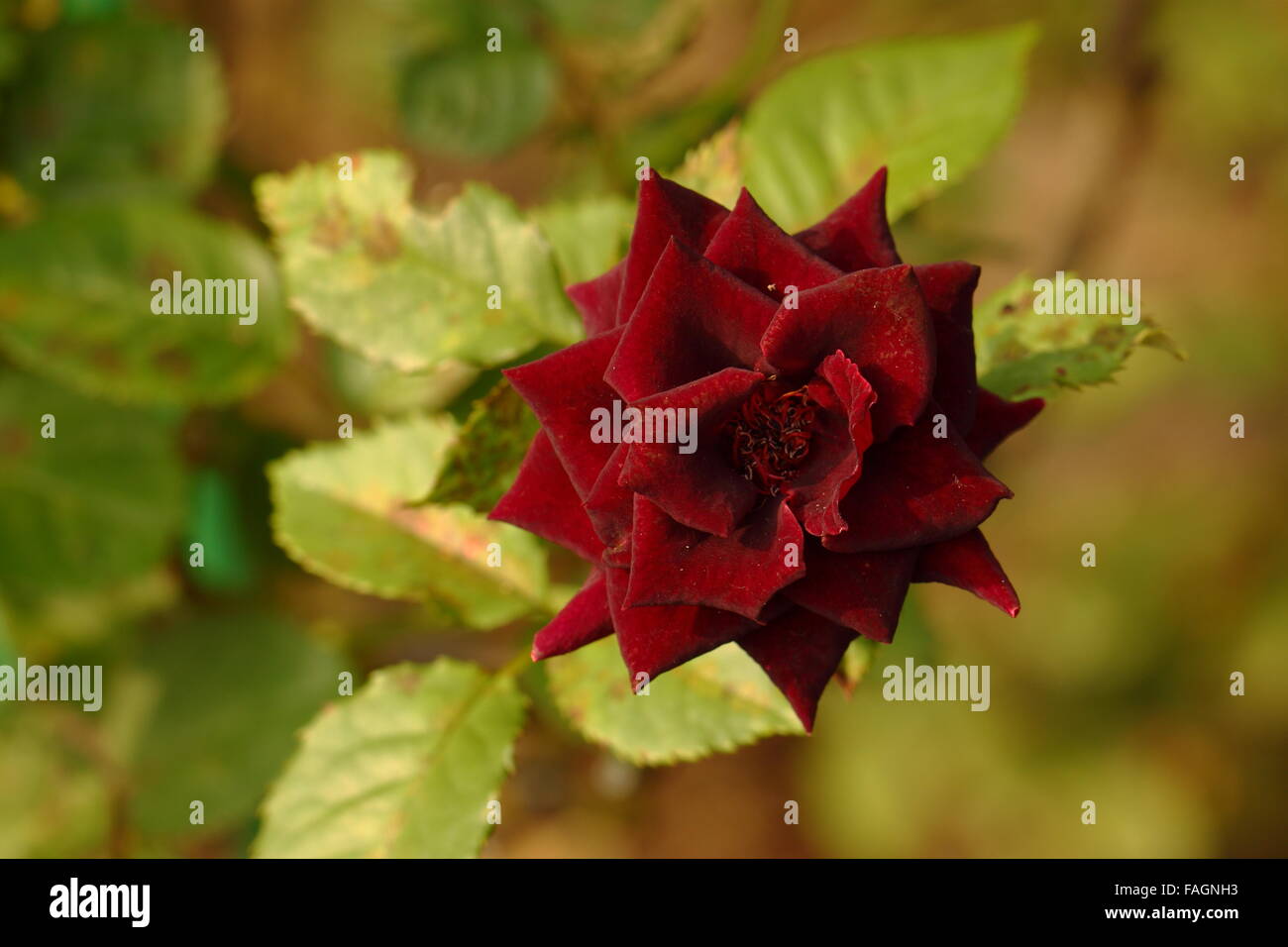 Beautiful Rose flower in the garden Stock Photo - Alamy