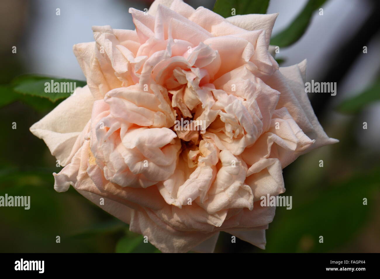 Beautiful Rose flower in the garden Stock Photo - Alamy