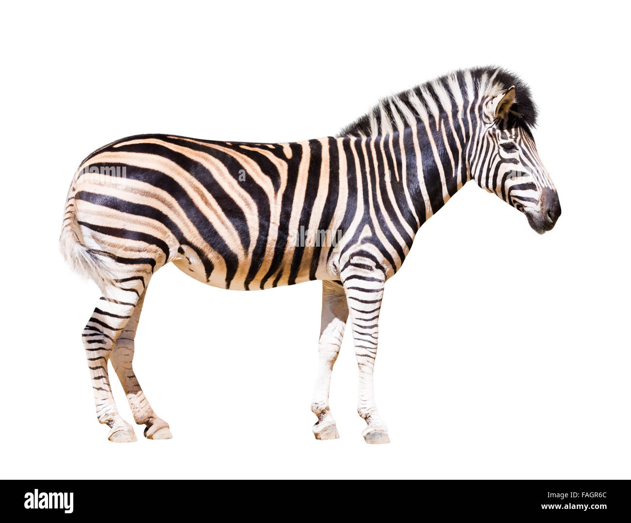 full length of zebra . Isolated over white background Stock Photo - Alamy