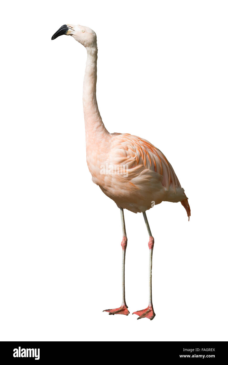 Pink flamingo wings Cut Out Stock Images & Pictures - Alamy