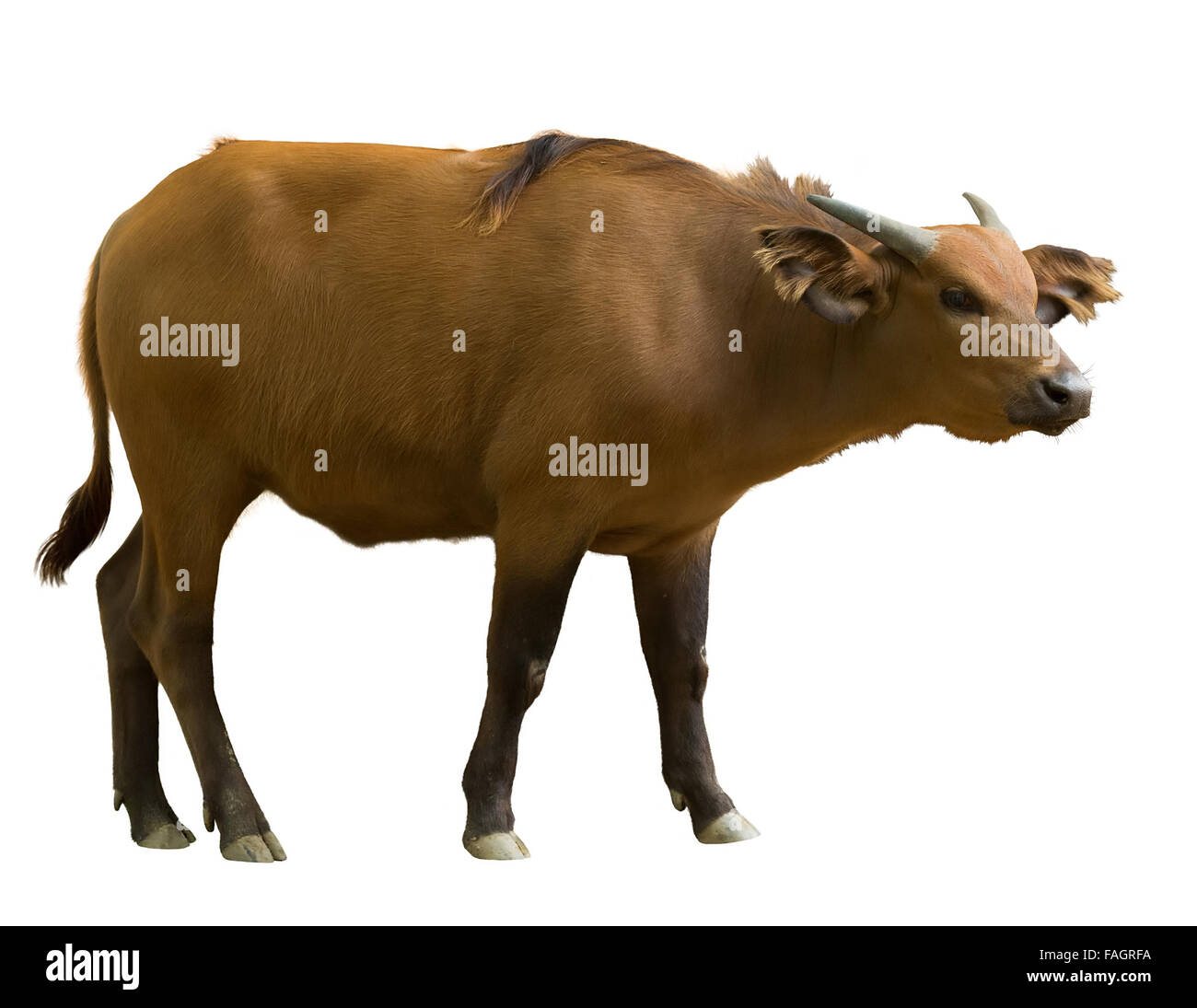 Syncerus caffer nanus hi-res stock photography and images - Alamy