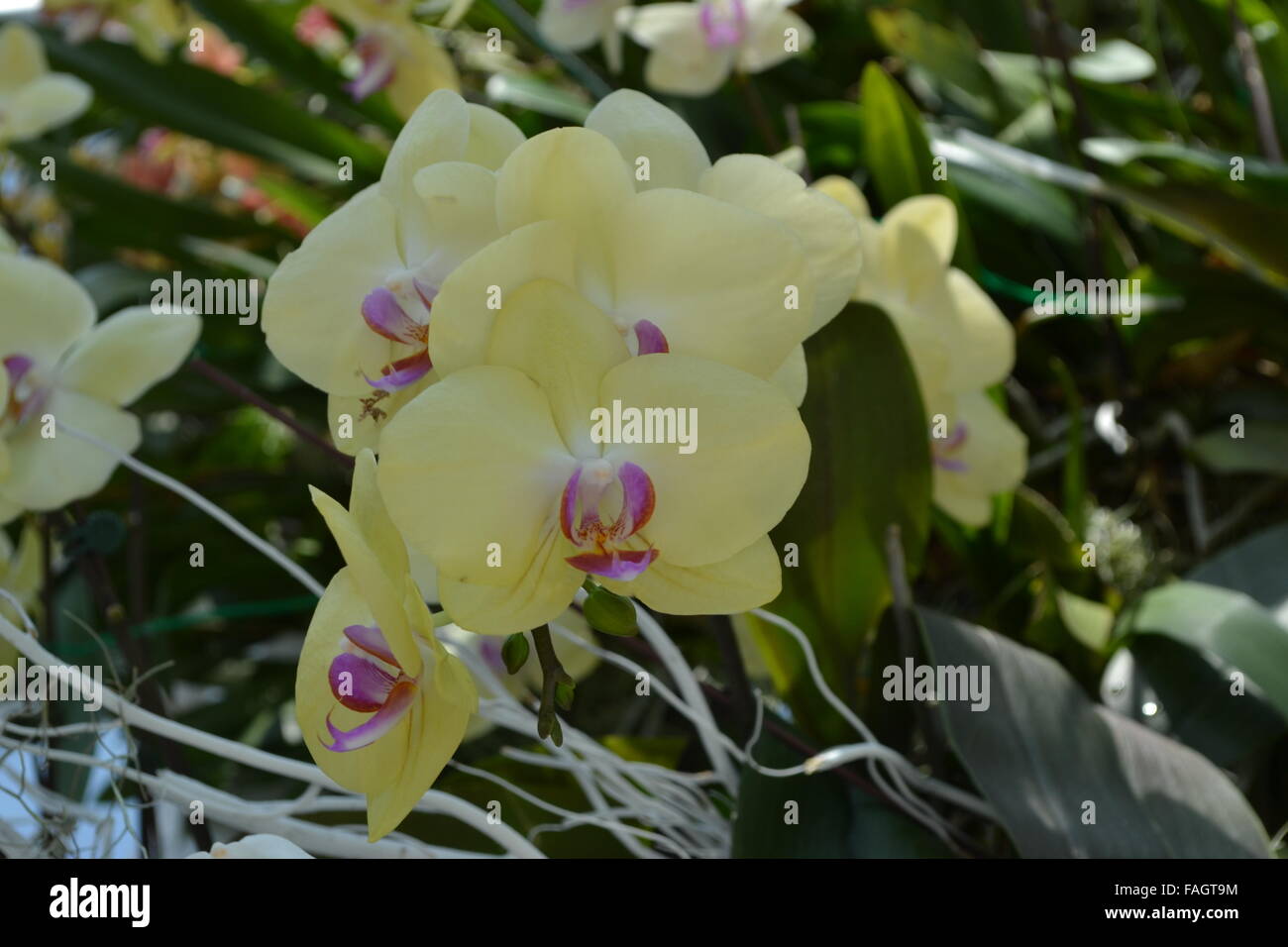White orchid branch hi-res stock photography and images - Alamy