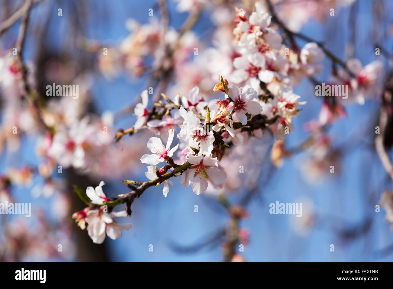 almond tree branch in spring blooms garden Stock Photo - Alamy