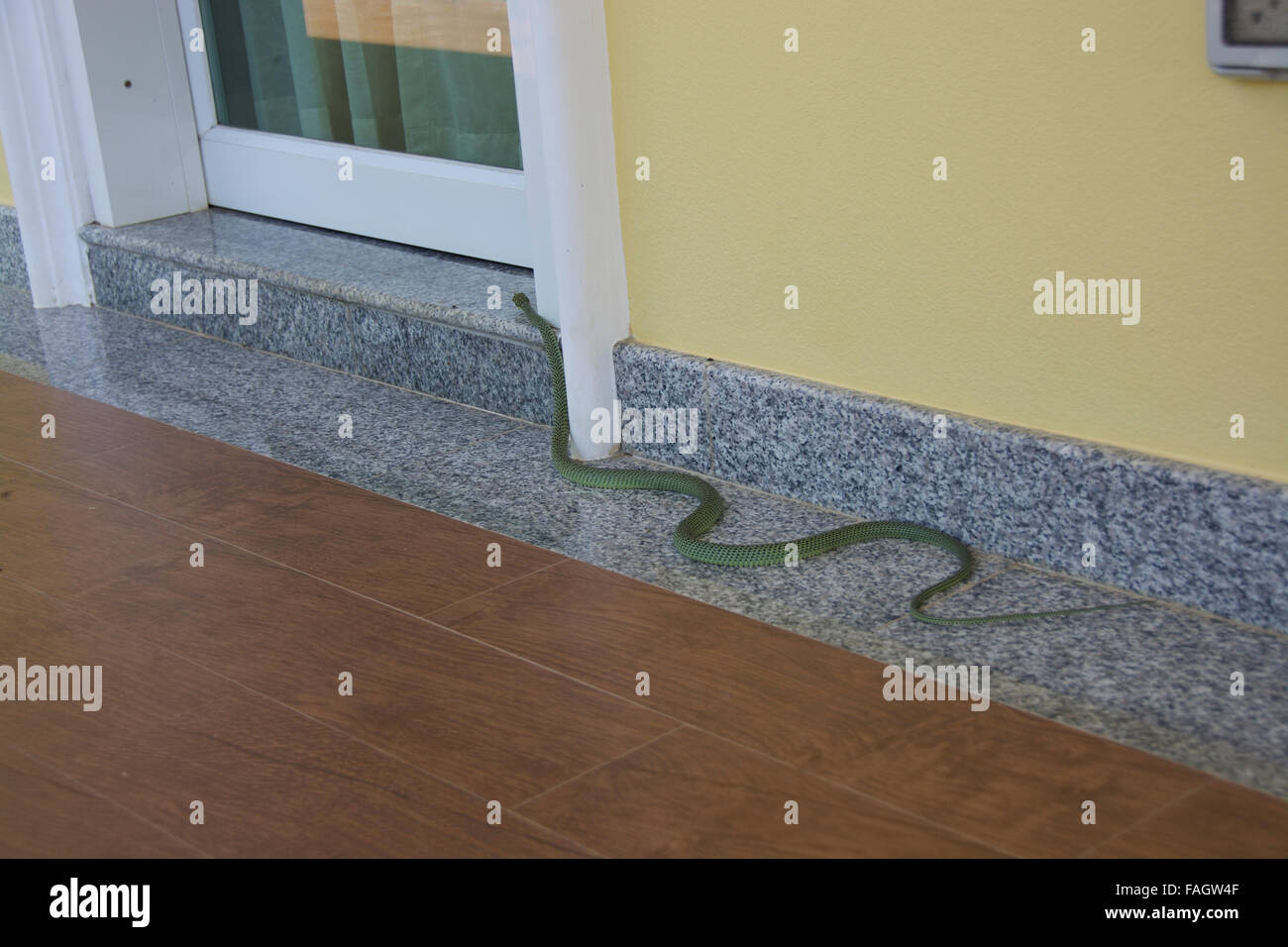 Snake around the house Stock Photo - Alamy