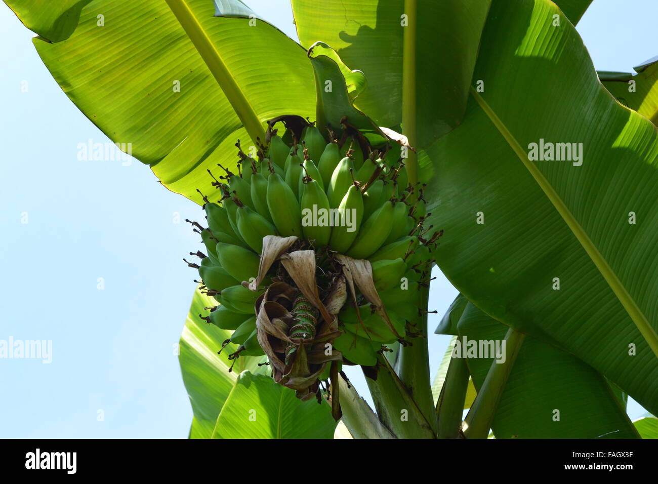 Small bananas on branch in tree Stock Photo - Alamy