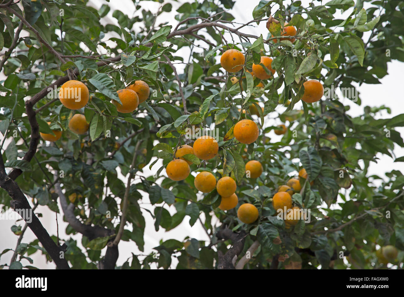 Oranges on an Orange tree in Gibraltar Stock Photo - Alamy