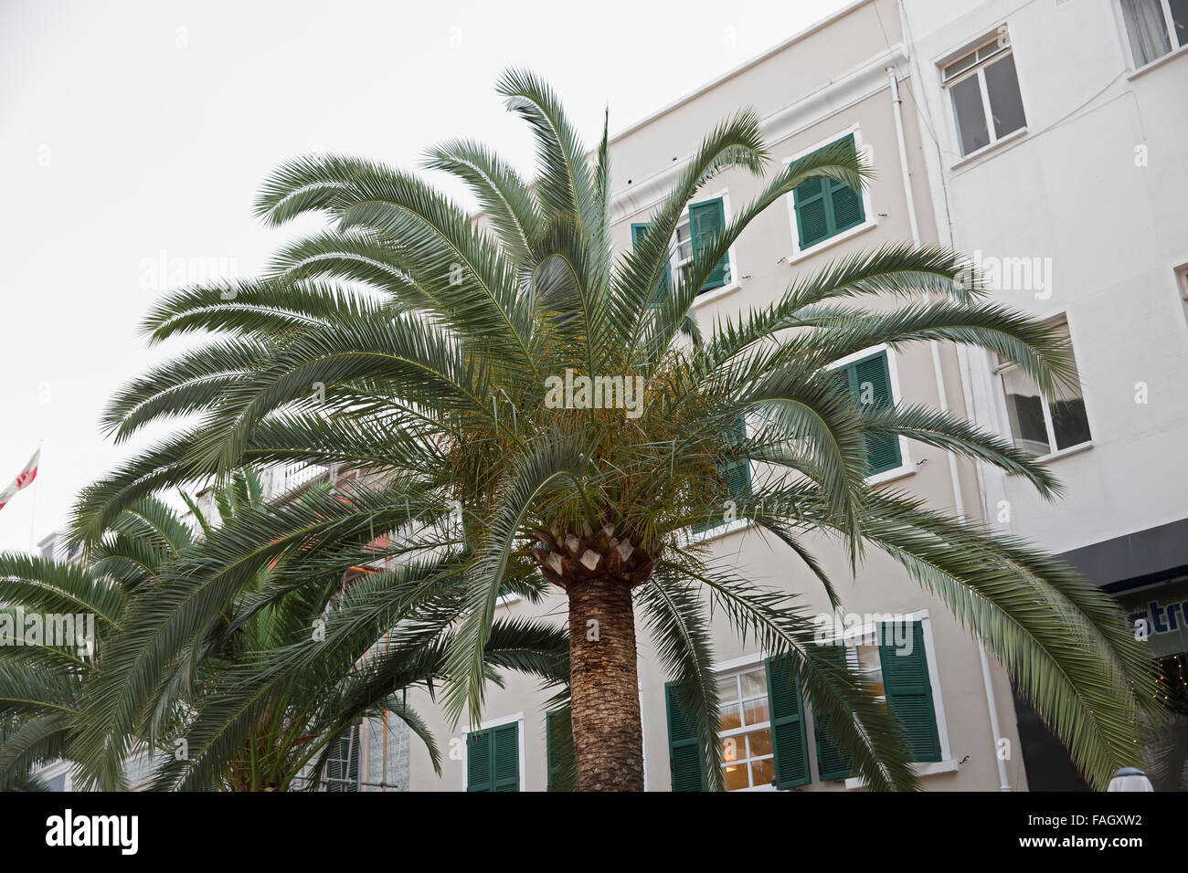 Palm trees in Gibraltar Stock Photo - Alamy