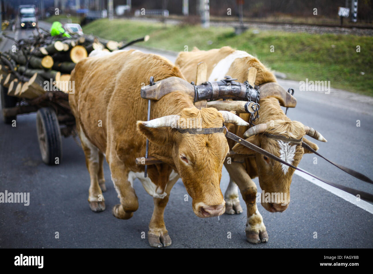 Oxen Pulling High Resolution Stock Photography and Images - Alamy