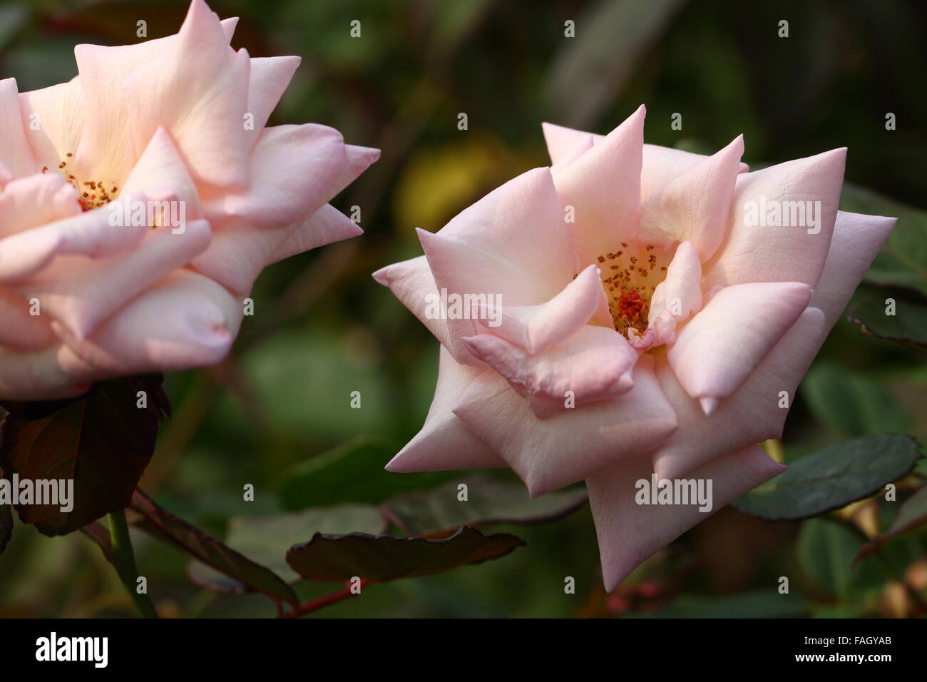 Beautiful Rose flower in the garden Stock Photo - Alamy