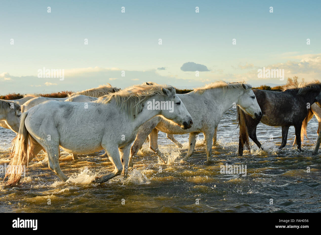 Wild white horses Camargue Stock Photo - Alamy