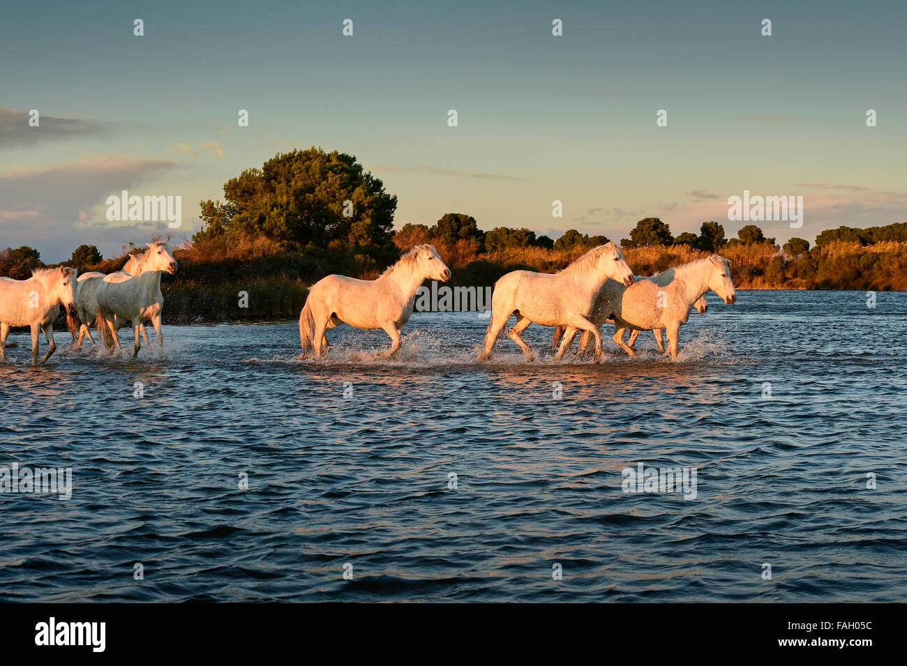 Wild white horses Camargue Stock Photo - Alamy