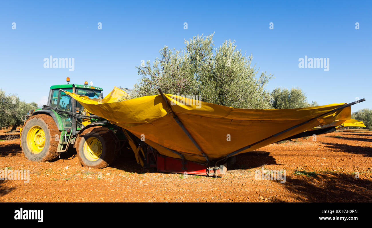 Olives harvest tractor hi-res stock photography and images - Alamy