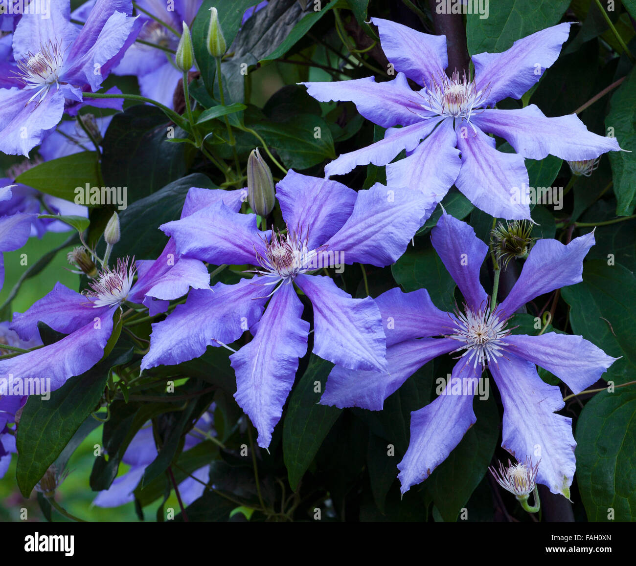 Blue Clematis flower (Clematis Daniel Deronda), Quebec, Canada Stock ...