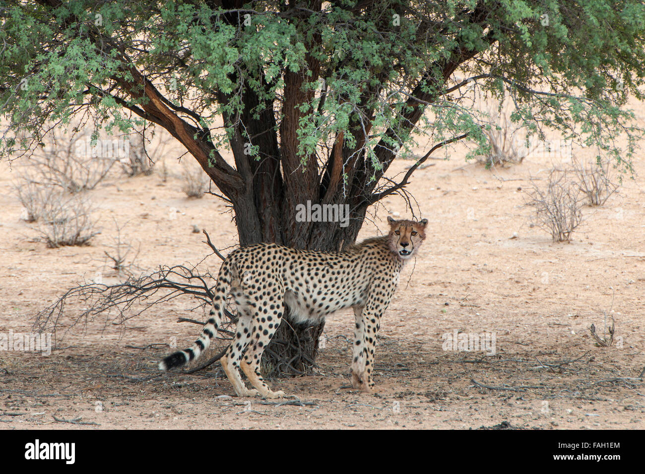 Do Cheetahs Sit In Trees