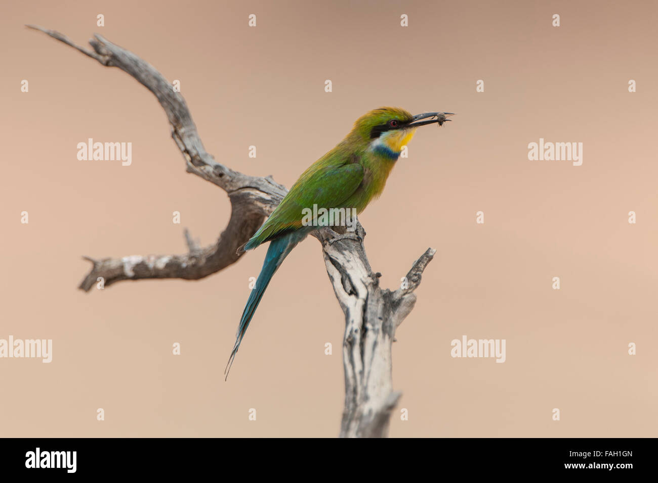 Swallow tailed bee eater bee eater hi-res stock photography and images ...