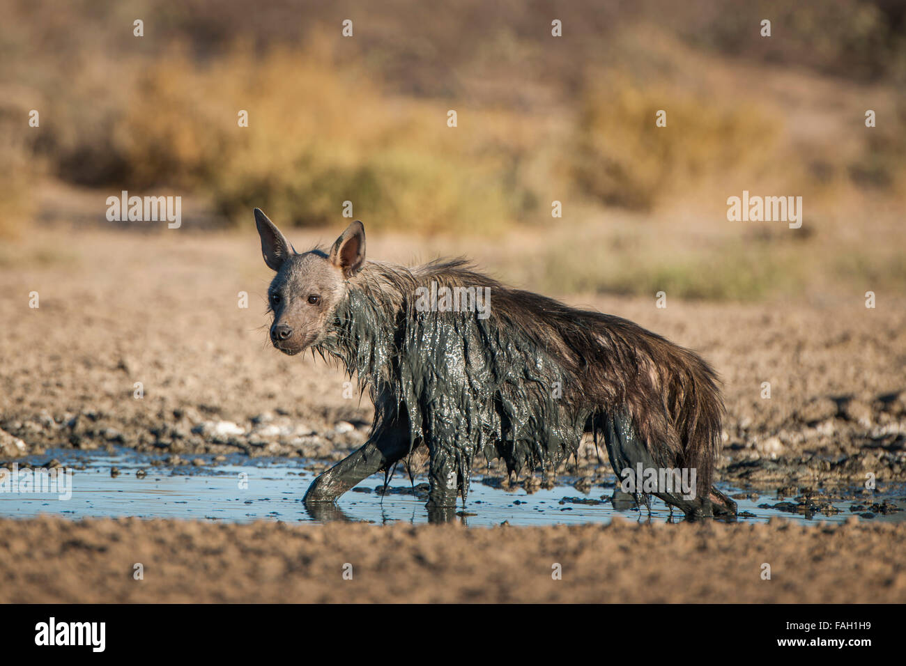 Hyena Bath High Resolution Stock Photography and Images - Alamy