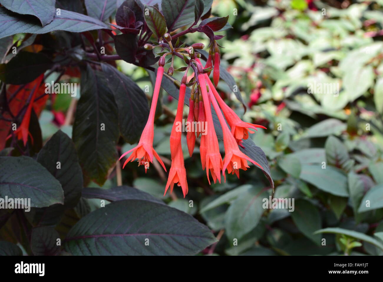 Pretty red flowers with green leaves in garden Stock Photo - Alamy