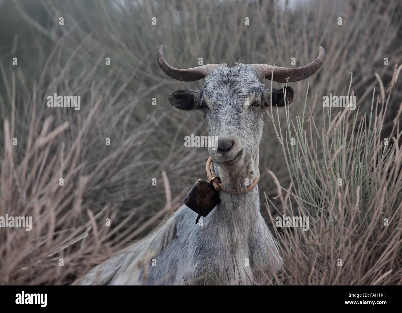Goat on a hill, Kefallinia (Cephalonia, Kefalonia Stock Photo - Alamy