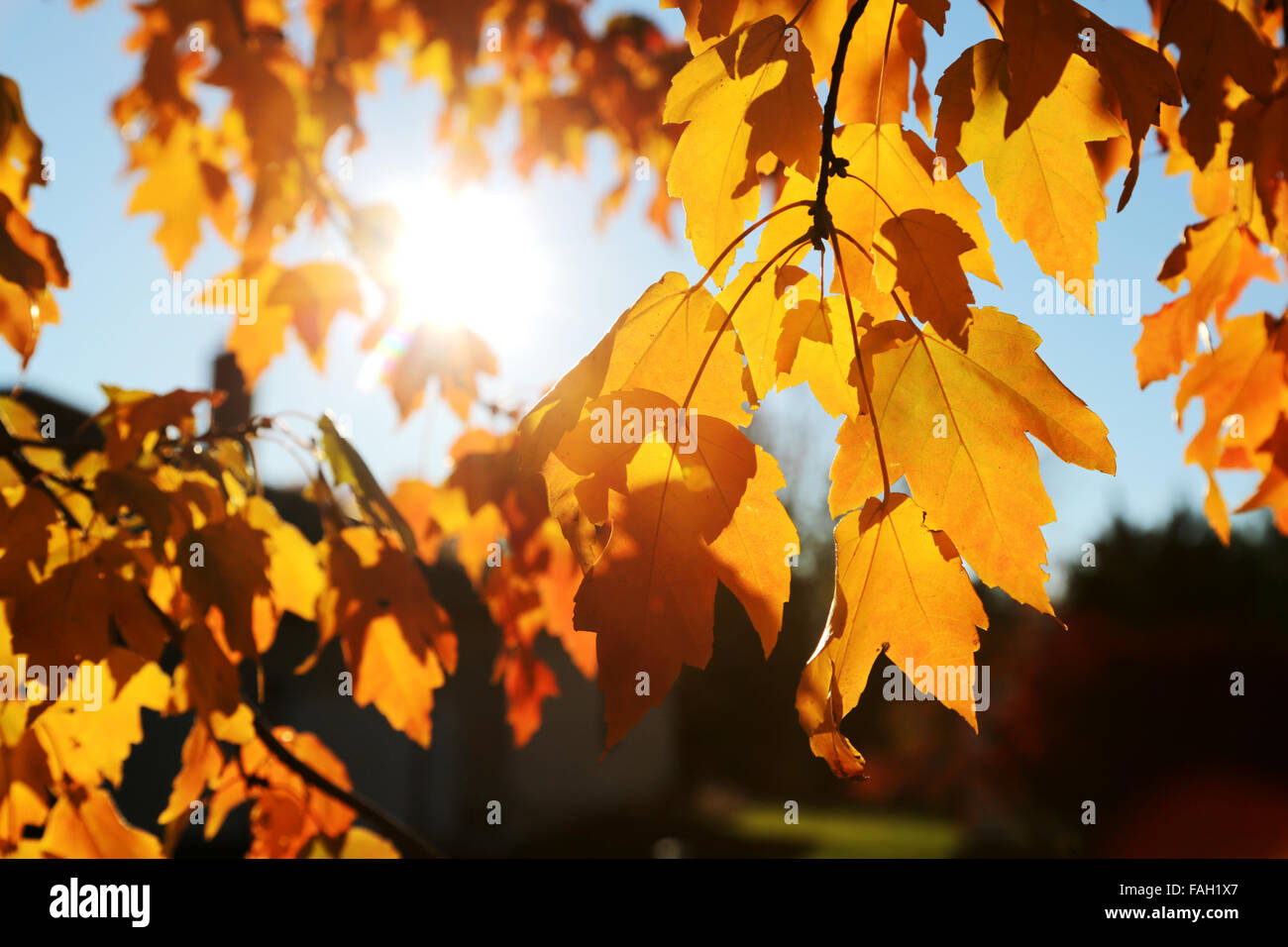 Sunlight Through Autumn Leaves