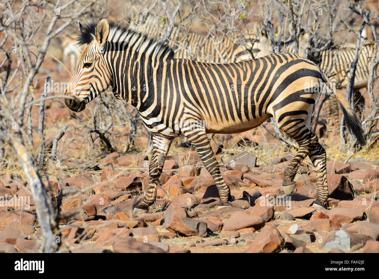 Hartmann's mountain zebras (equus zebra hartmannae), Grootberg Plateau ...