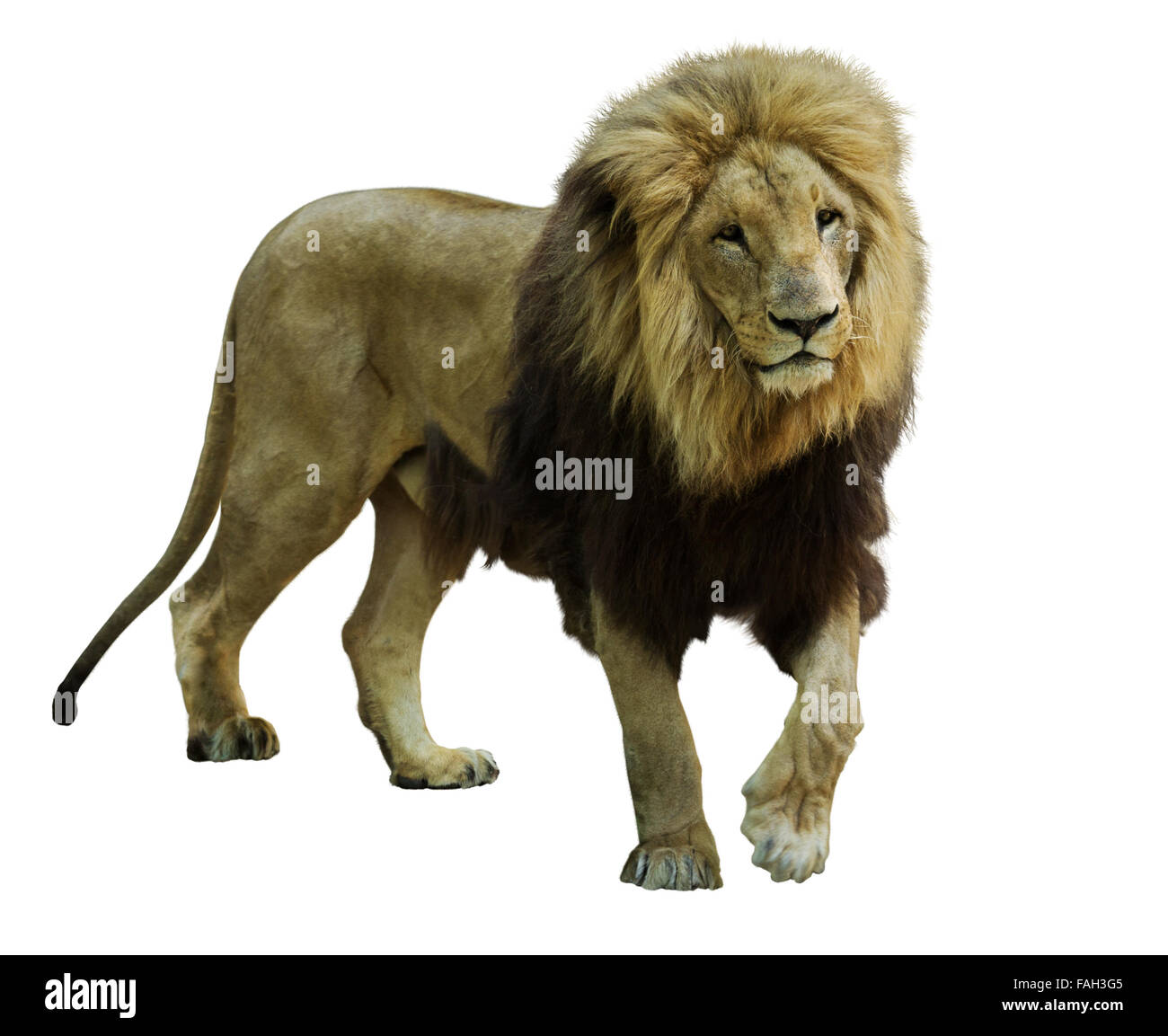 Lion White Background